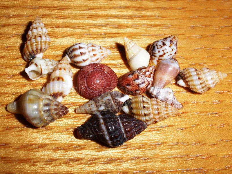 Miniature Sea Shells Collection Stock Photo - Image of detail, colorful ...