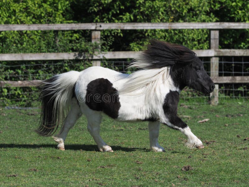 Shetland Pony Playing stock photo. Image of meadow, equine - 182361582