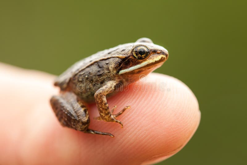 Young Frog on Finger tip stock photo. Image of nature - 25722196