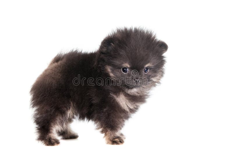 Miniature Spitz Puppy on White Stock Photo - Image of canine, furry ...