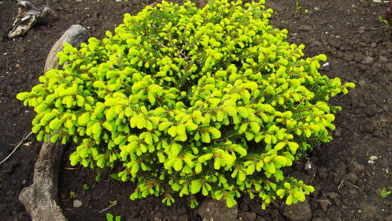 Miniature spruce. stock photo. Image of evergreen, winter - 117065958