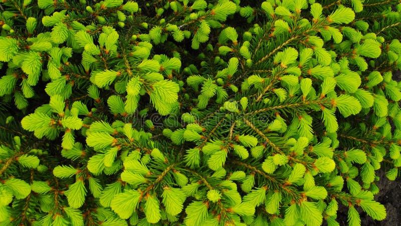 Miniature spruce. stock photo. Image of evergreen, fresh - 117066002