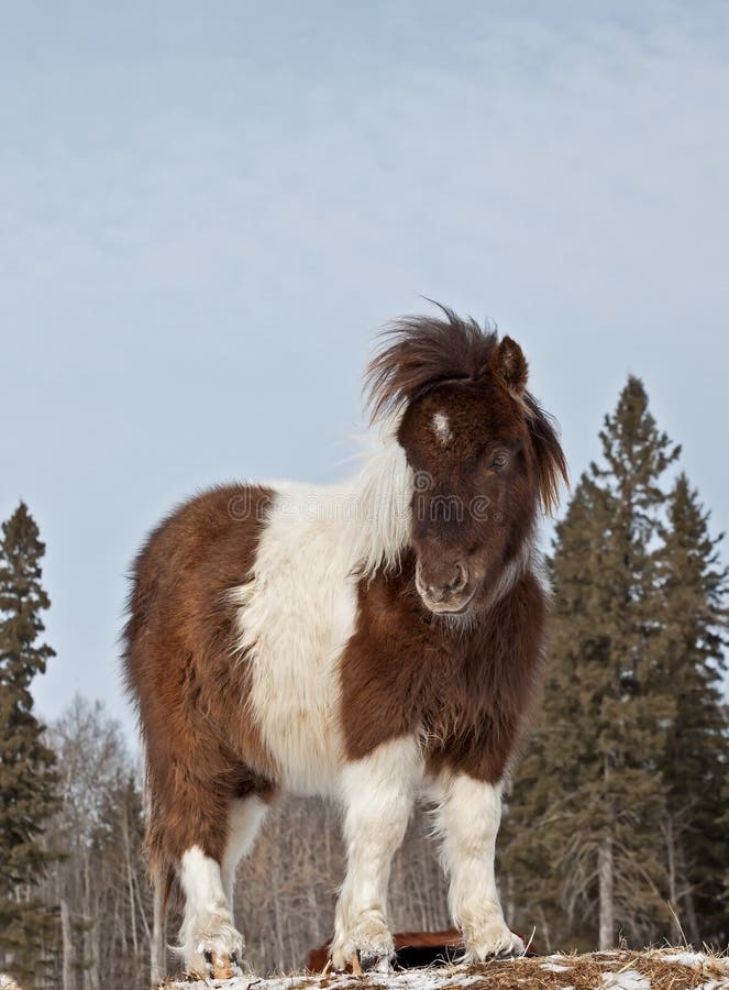 Miniature stallion stock image. Image of pony, horse - 23954067