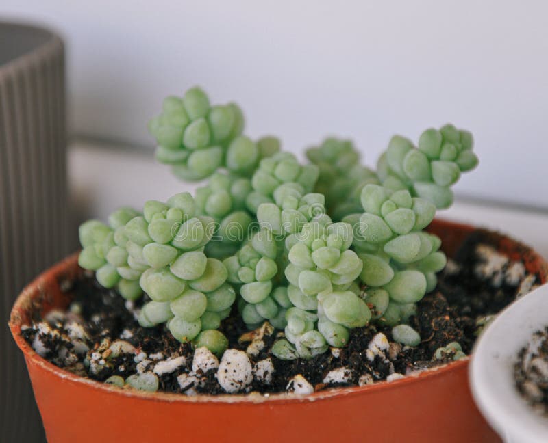 Miniature Succulent Plants Succulent Cactus at the Garden Stock Image ...