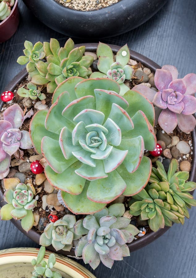 Miniature succulent plants stock image. Image of garden - 72704453