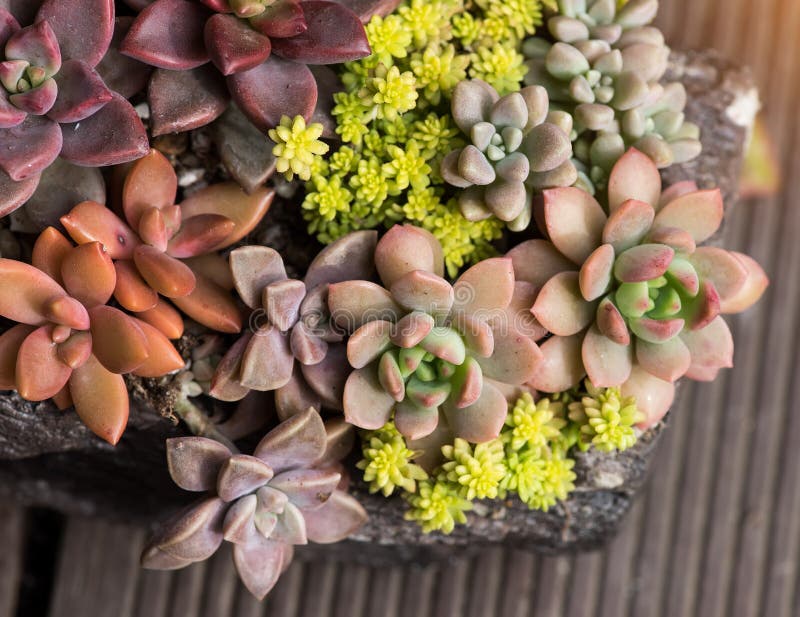 Miniature succulent plants stock photo. Image of environmental - 81761320