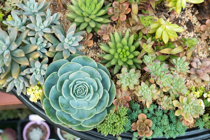 Miniature succulent plants stock photo. Image of horticulture - 83744508