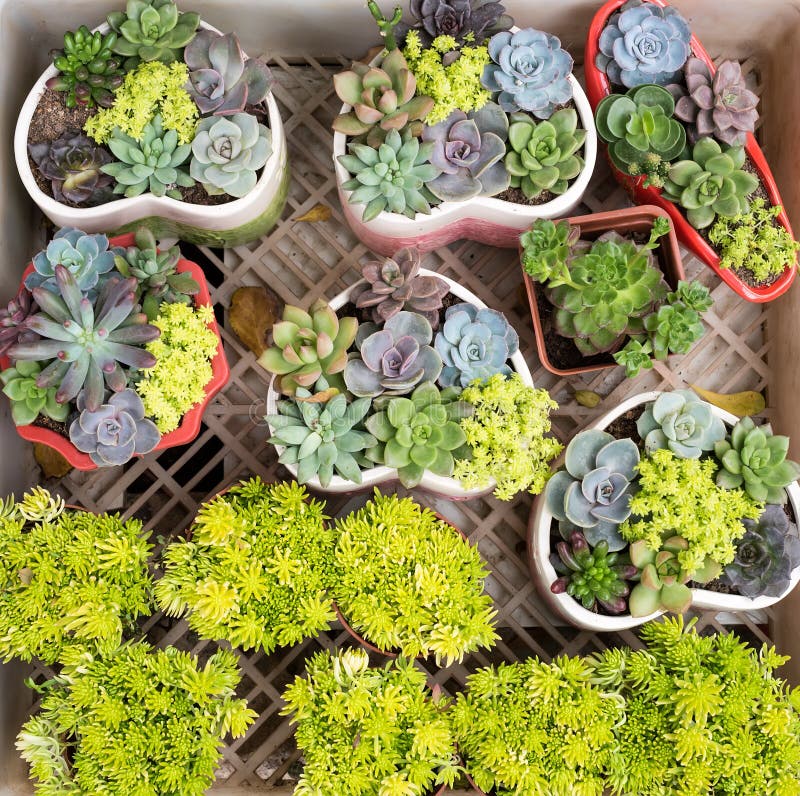 Miniature succulent plants stock image. Image of flora - 93593149