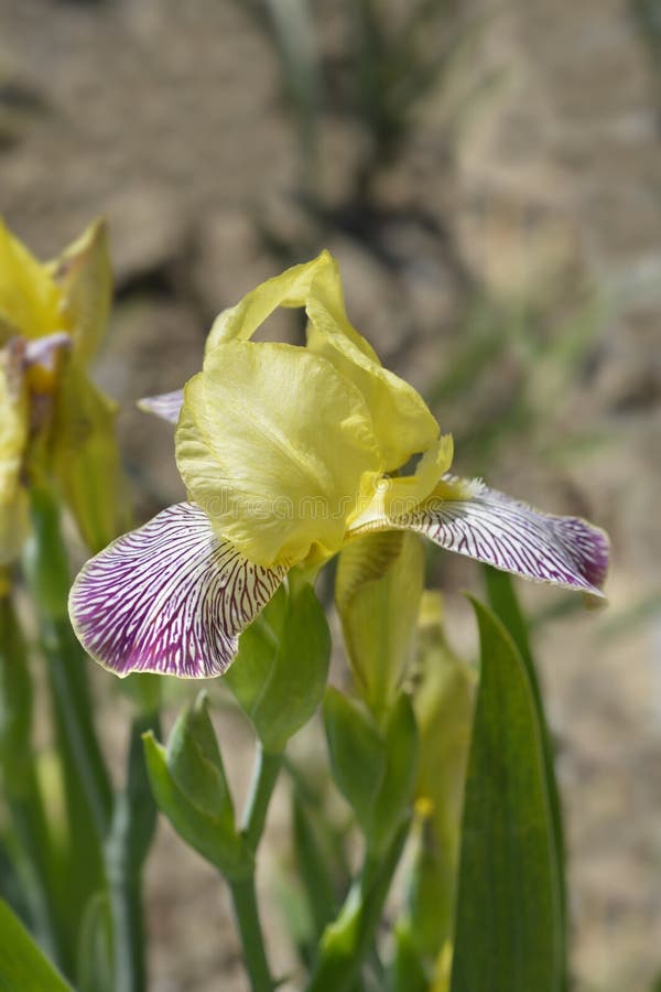 Miniature Tall Bearded Iris Gracchus Stock Photo - Image of flower ...