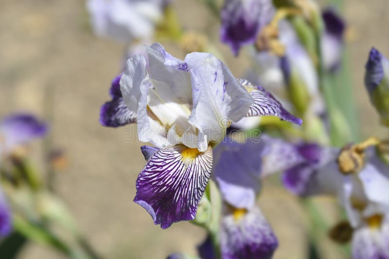 Miniature Tall Bearded Iris Scrambled Stock Image - Image of violet ...