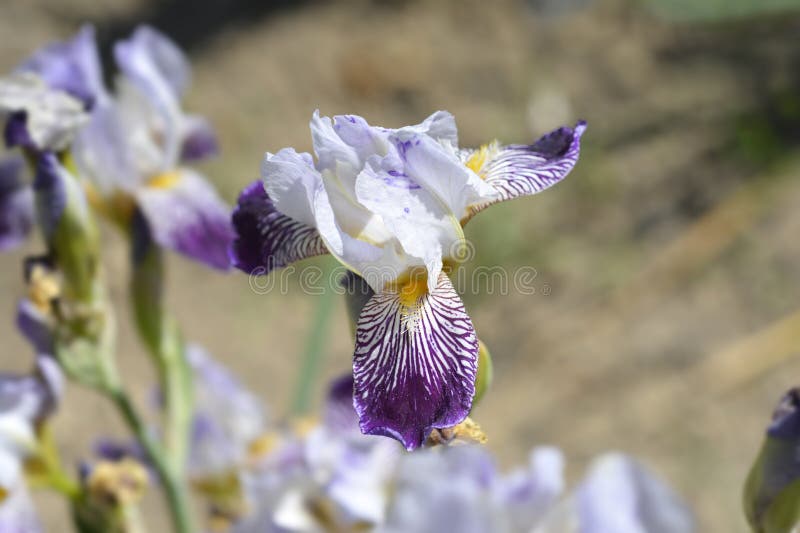 Miniature Tall Bearded Iris Scrambled Stock Photo - Image of plant ...