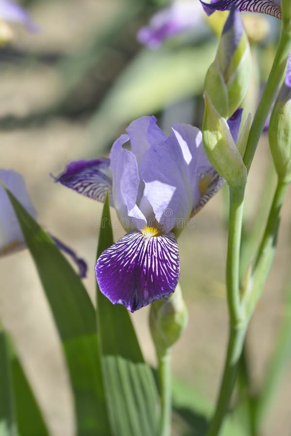 Miniature Tall Bearded Iris Scrambled Stock Image - Image of nature ...