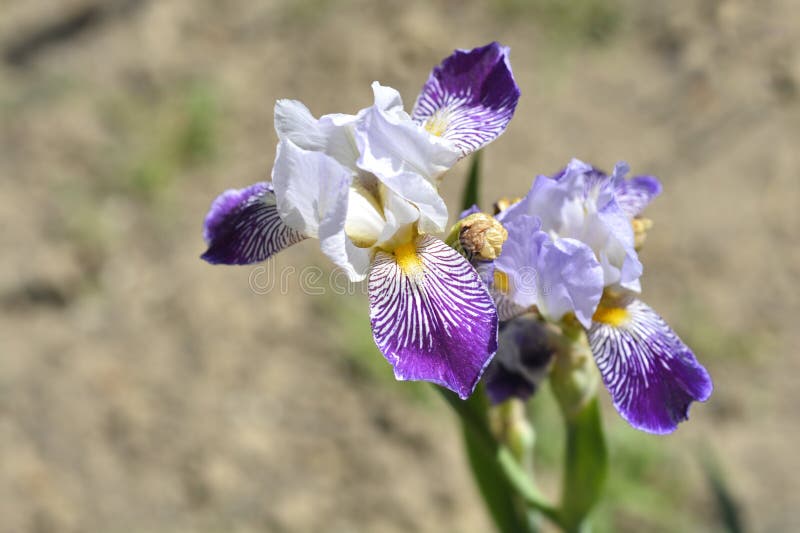 Miniature Tall Bearded Iris Scrambled Stock Image - Image of blue ...