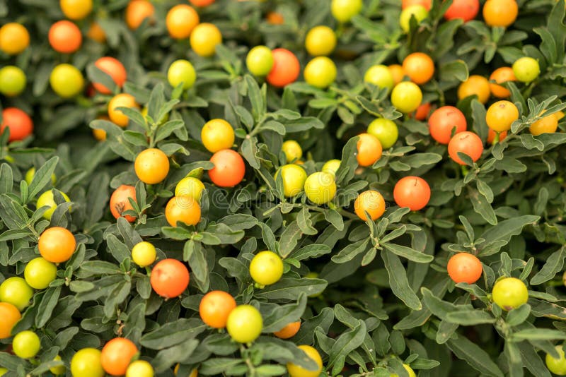 Miniature Tangerines Grow on the Branches of a Green Bush Stock Image ...