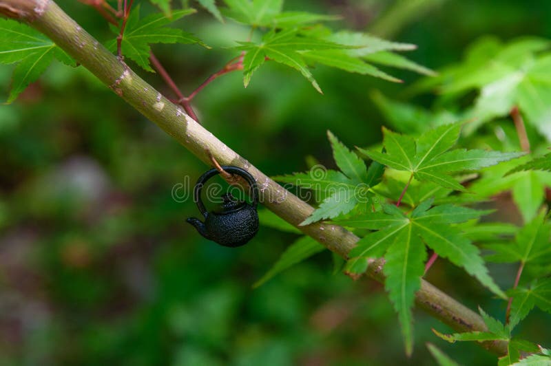 Miniature Tea Pot on a Tree Branch Stock Photo - Image of leaves ...