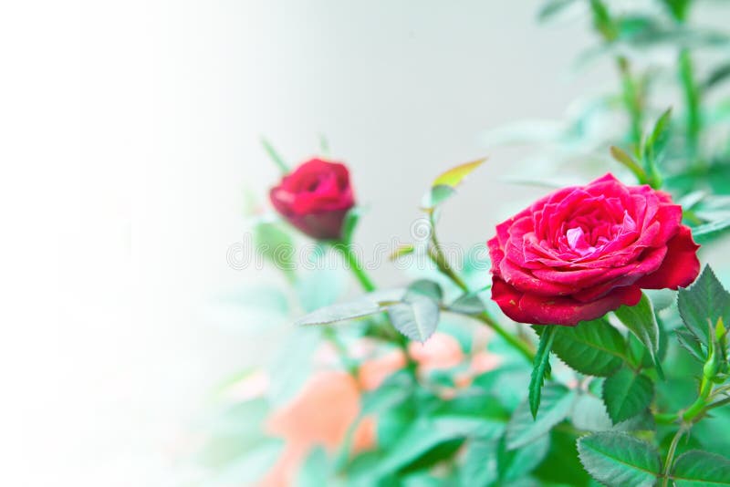 Miniature Tred Roses Background Stock Photo - Image of card, light ...