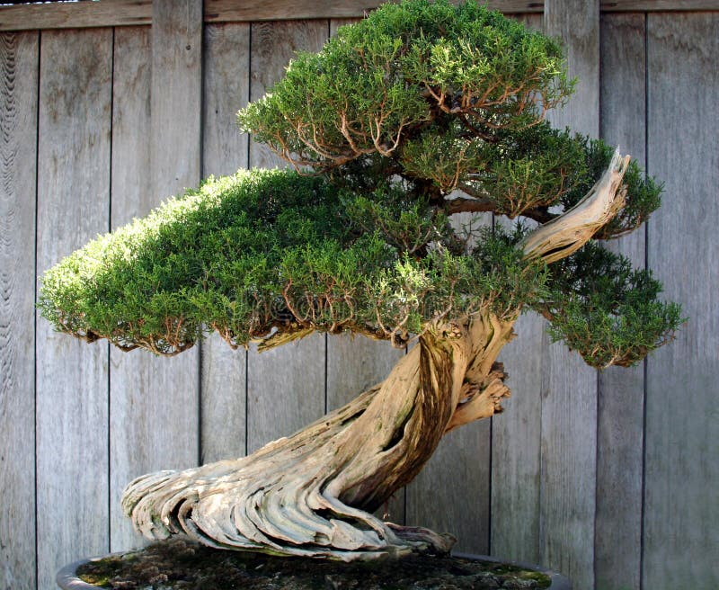 Miniature Tree stock photo. Image of plants, conifer - 10720516