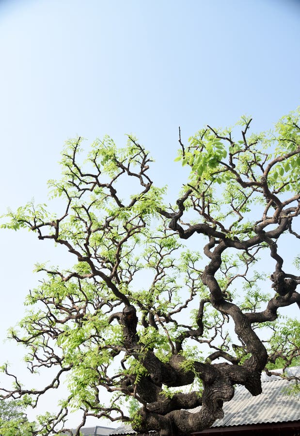 Miniature tree stock photo. Image of bonzai, nature - 218218224