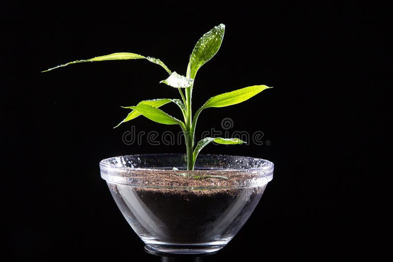 Miniature tree in pot stock photo. Image of gardening - 40170714