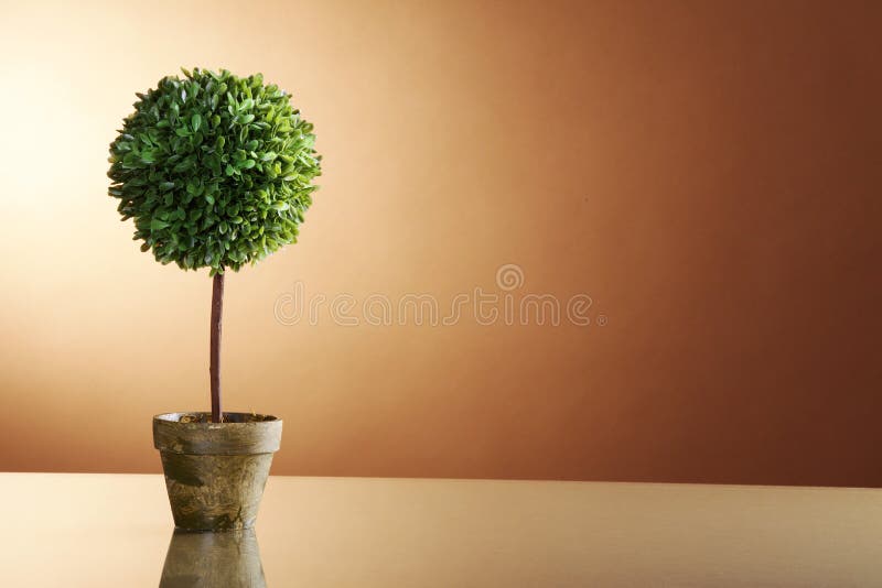 Miniature tree in pot stock photo. Image of branch, design - 40170736