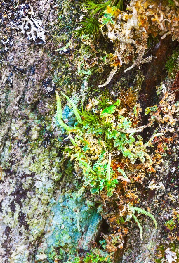 Miniature Tube Forest of Lichen & Moss Stock Photo - Image of lichen ...