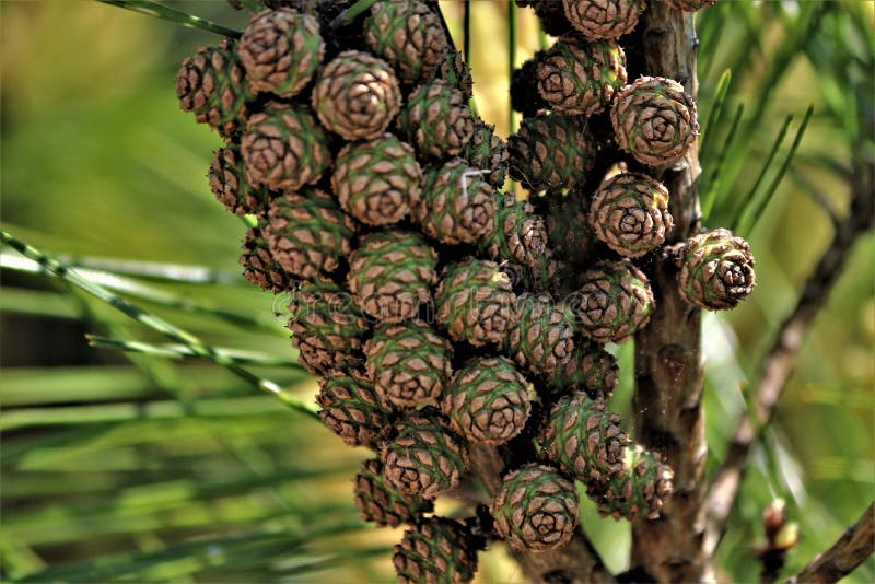 Closeup of Miniature Pine Cones Stock Photo - Image of tree, close ...