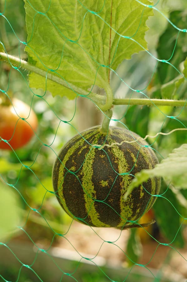 Miniature Vietnamese Melon Winding Grid Stock Photo - Image of green ...