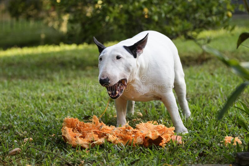 Miniature White Bull Terrier Eating a Pumpkin Stock Image - Image of ...