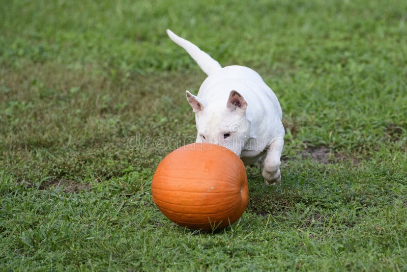 Miniature White Bull Terrier and Her Pumpkin Stock Image - Image of ...