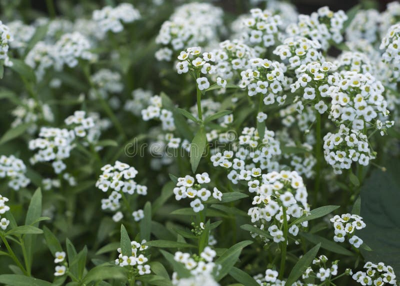 Miniature White Flowers Sweet Alice Stock Image - Image of flower ...