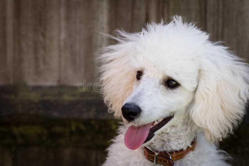 Miniature white poodle stock image. Image of miniature - 51754081