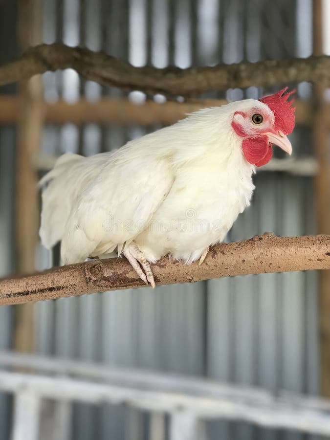 MiniatureWhite rooster stock image. Image of stick, sitting - 251097897