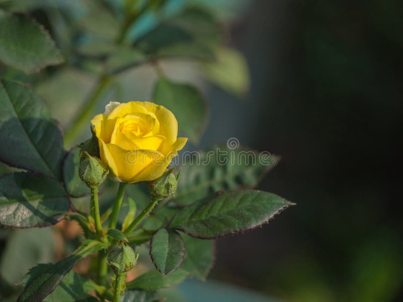 Miniature Yellow Rose Flower in the Garden Stock Photo - Image of plant ...