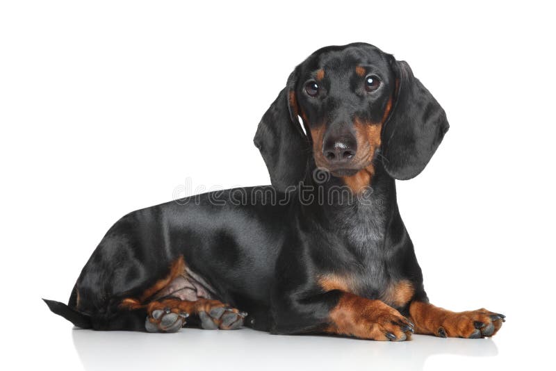 Miniaturowy dachshund obraz stock. Obraz złożonej z czerń - 48010527