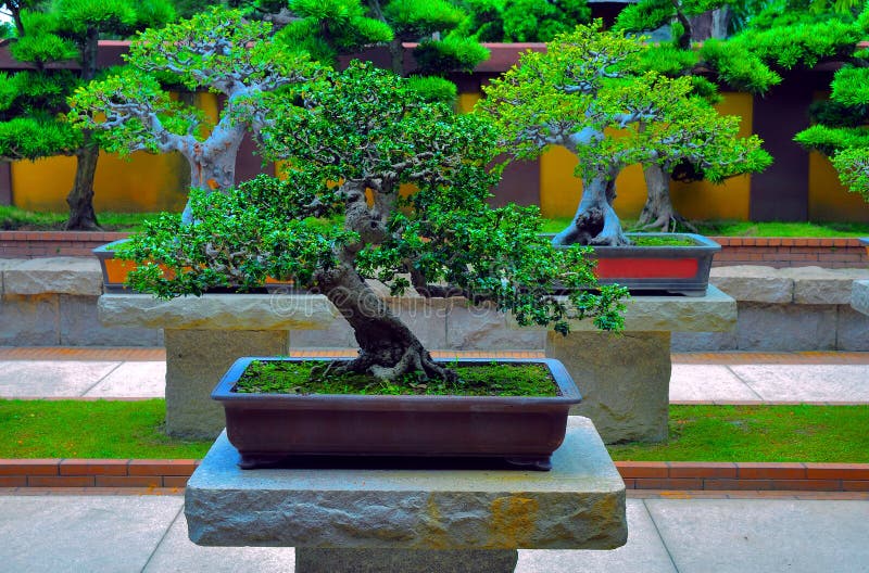 Miniatuur bonsaiboom stock afbeelding. Image of sparren - 19913929