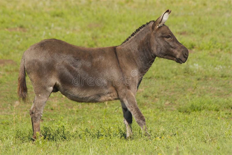 Miniatuur Ezel Met De Hoed Van Het Stro Stock Afbeelding - Image of ...