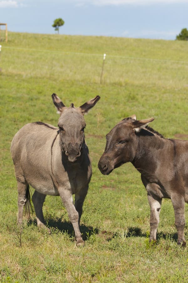 Miniatuur Ezel Met De Hoed Van Het Stro Stock Afbeelding - Image of ...