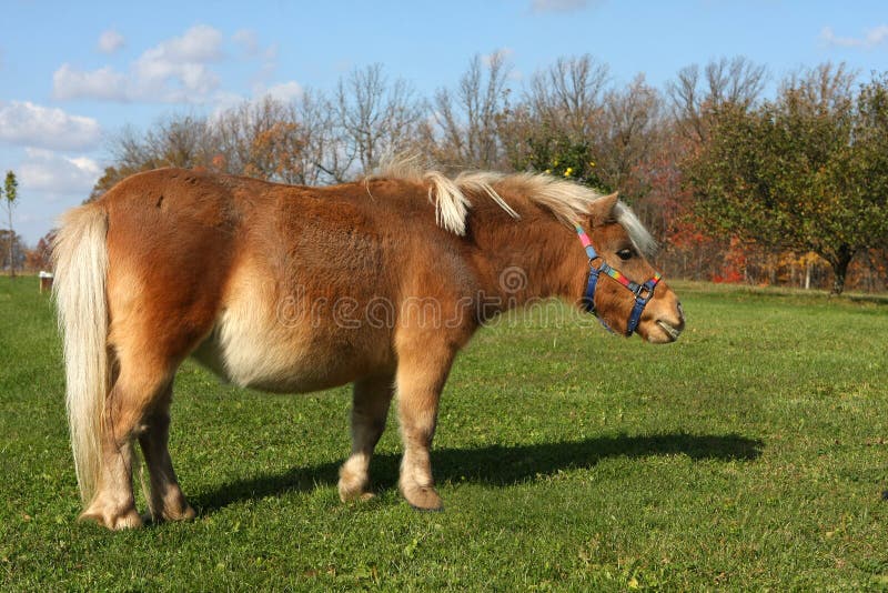 De Poney Van De Zigeunerreiziger Met Lange Staart En Harige Voeten ...
