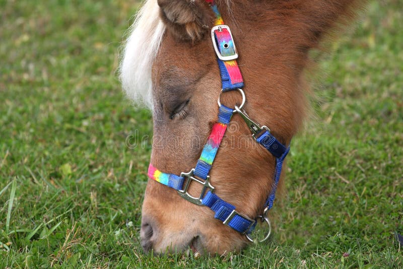 Miniatuurpaard stock foto. Image of landbouwgrond, blauw - 17379570