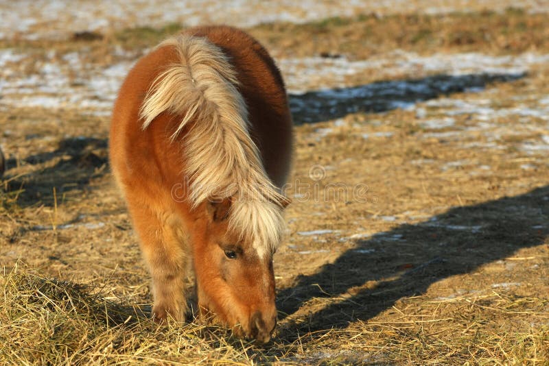Miniatuur Paard stock afbeelding. Image of gras, weide - 17379507