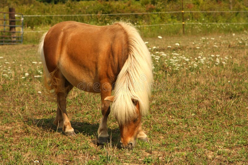 Miniatuur Paard stock foto. Image of mini, weinig, gebied - 20816574