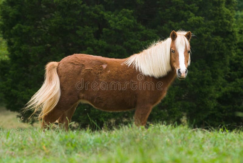 Miniatuur paard in weide stock afbeelding. Image of gebied - 17921459