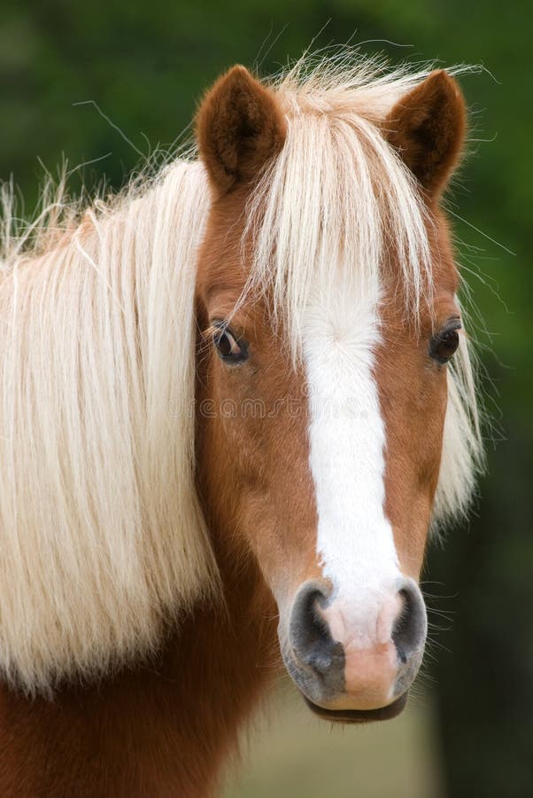 Miniatuurpaard in Een Weide Stock Foto - Image of gezicht, manen: 17921486