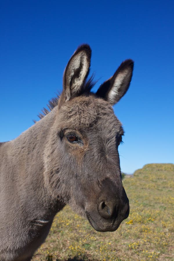 Miniatuur Ezel Met De Hoed Van Het Stro Stock Afbeelding - Image of ...