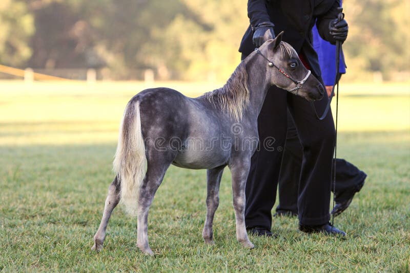 Miniatuurpaard stock foto. Image of concurrentie, merrie - 103040416