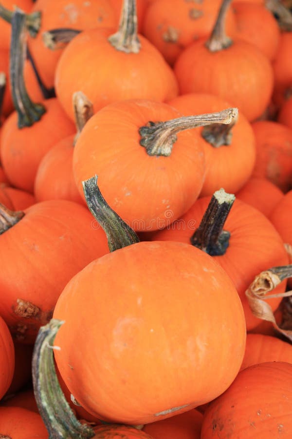 Stor Vit Pumpa arkivfoto. Bild av hylla, bifokal, höst - 34045002