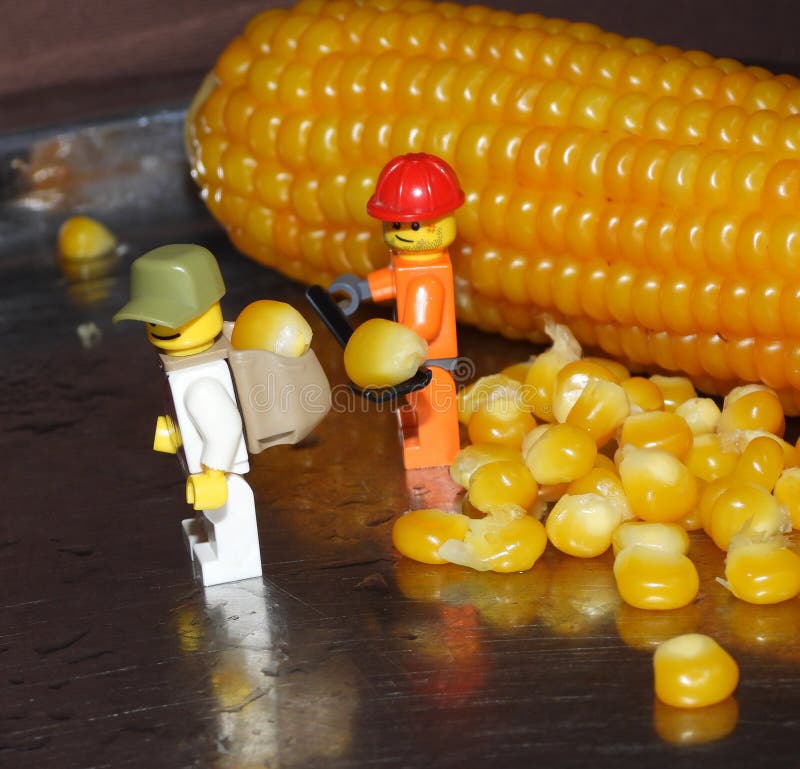 Minifigures Cuts Corn Grains 22 Stock Image - Image of fall, field ...