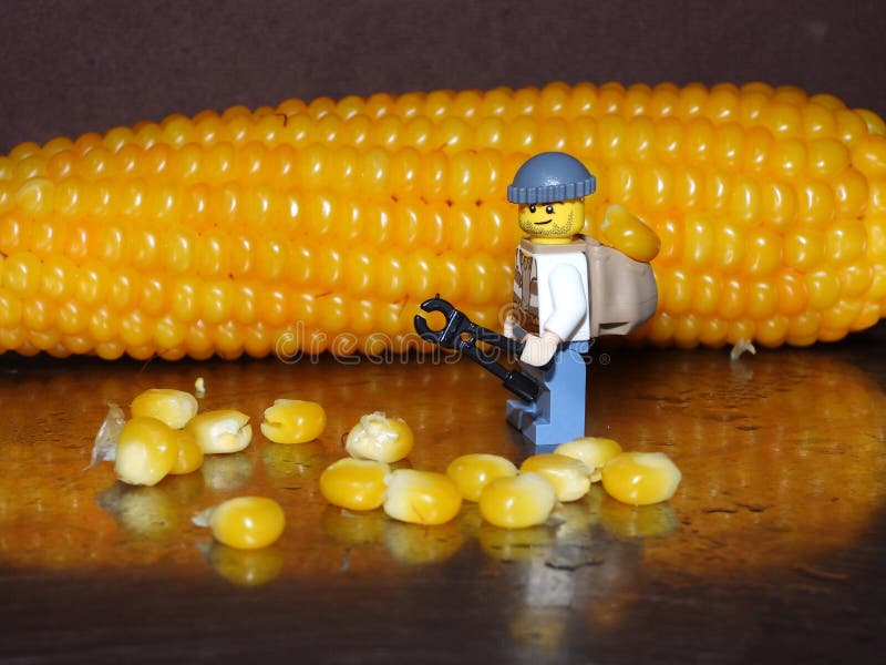 Minifigures Cuts Corn Grains 26 Stock Image - Image of organic, late ...