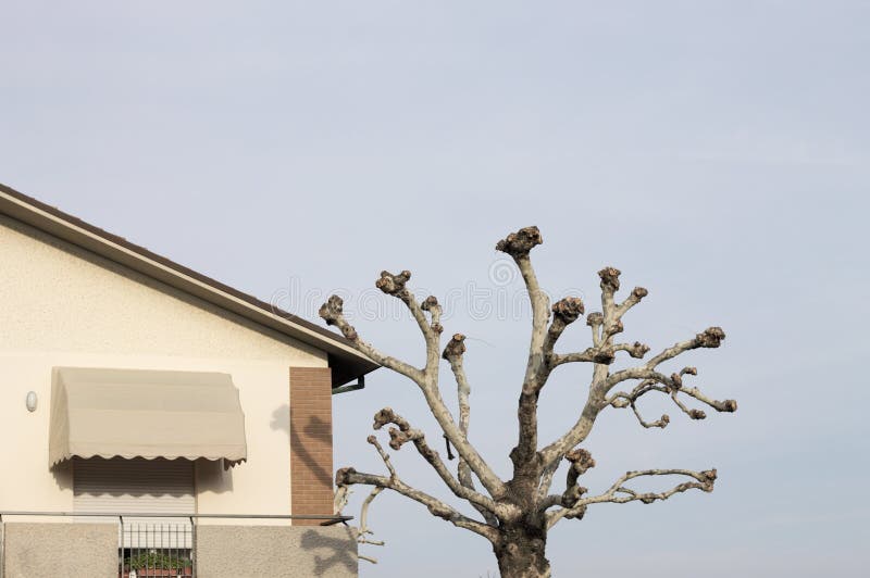 Minimal Building Facade with Tree Stock Image - Image of curtain ...