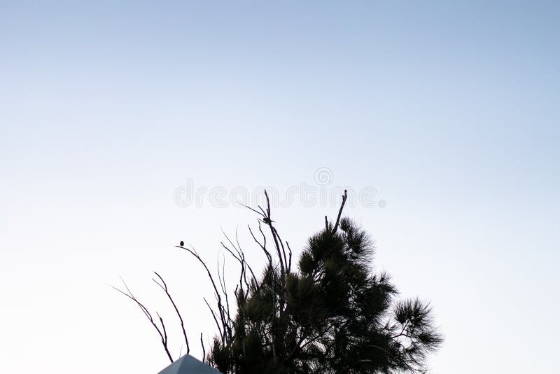 Minimal View Over the Top of a White Pyramid with Tree Branches ...